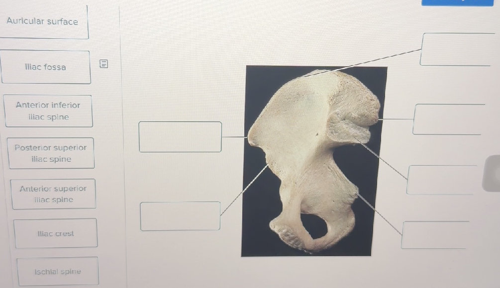 Identify the indicated anatomical structures