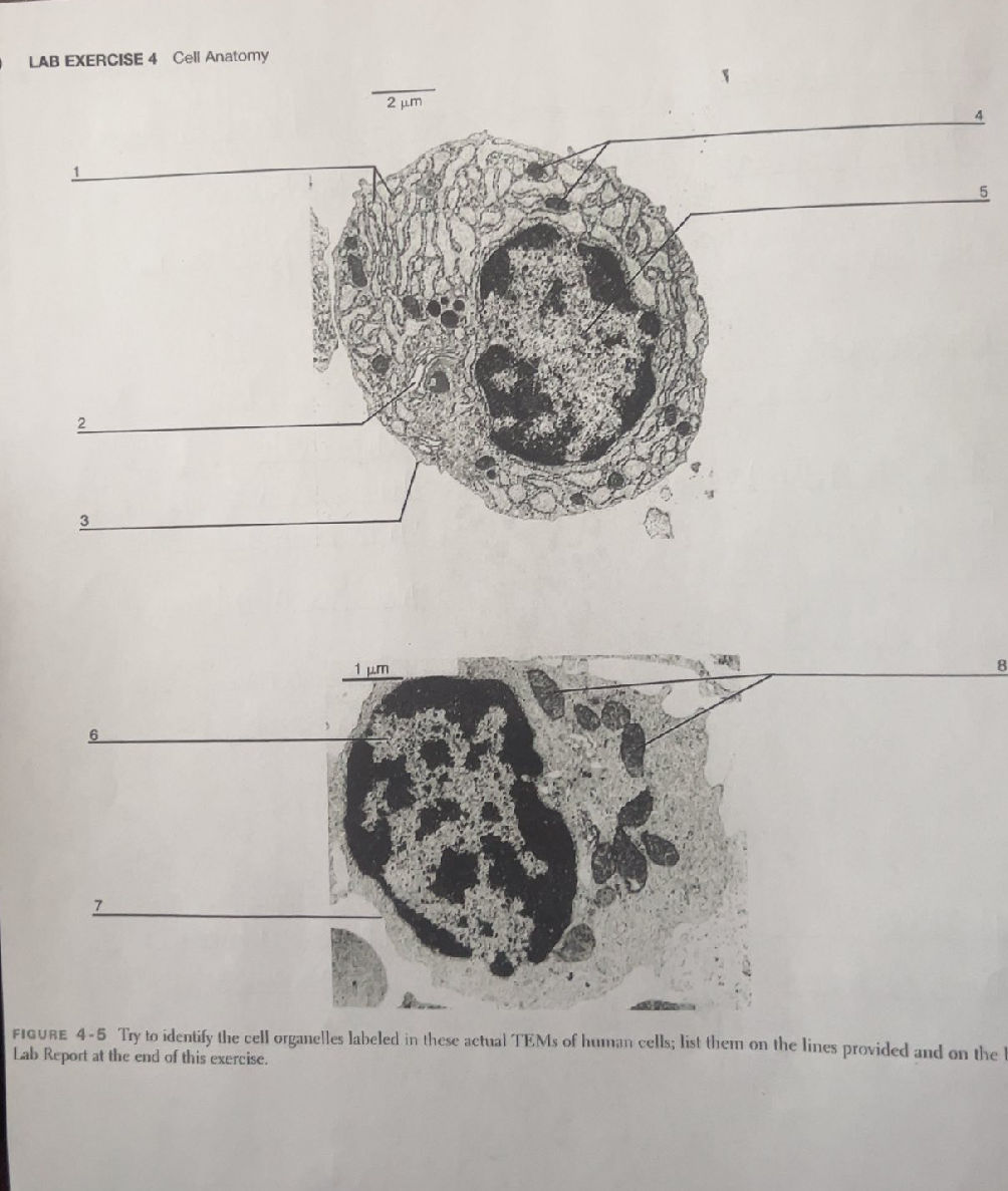 FIGURE 4-5 Try to identify the cell | StudyX