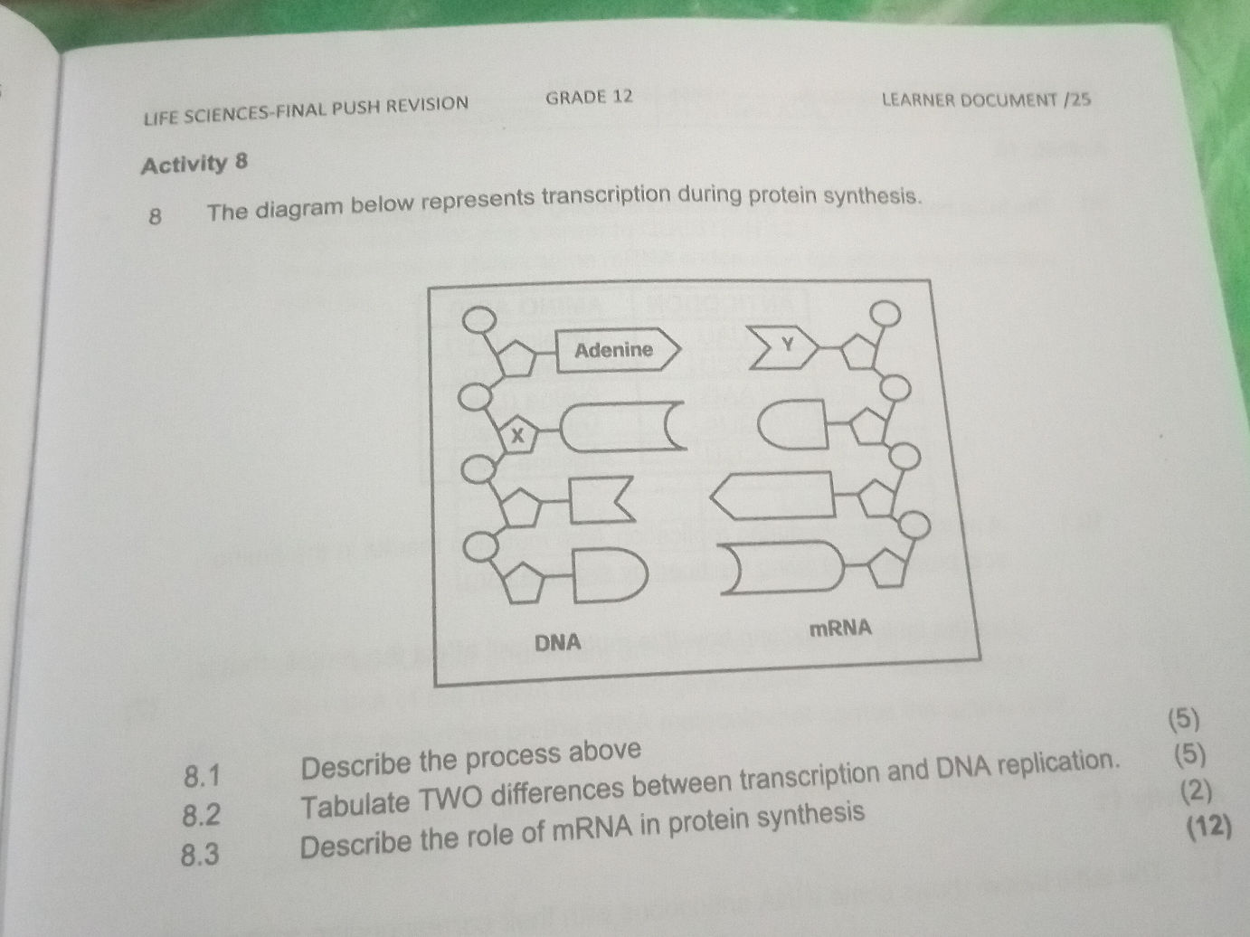 The diagram below represents transcription | StudyX