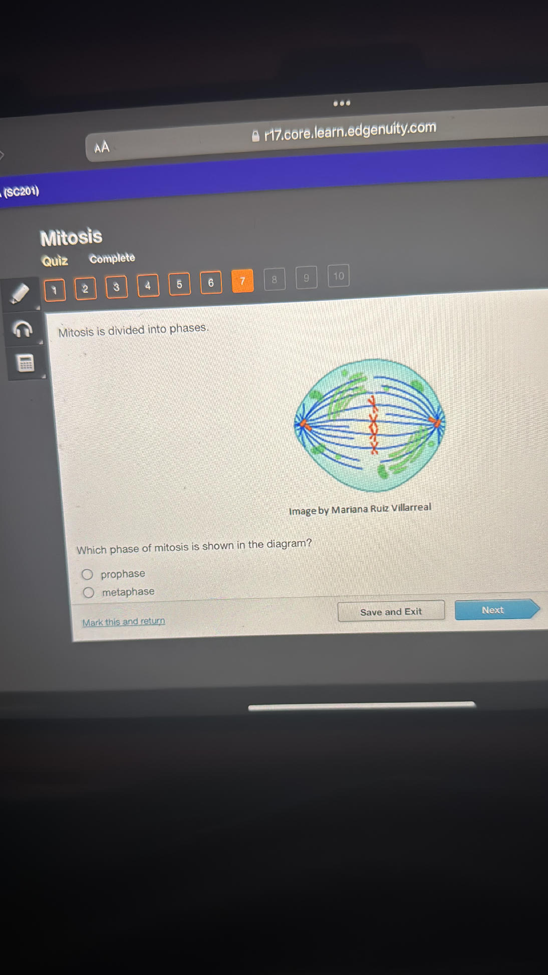 Mitosis is divided into phases. Which phase | StudyX