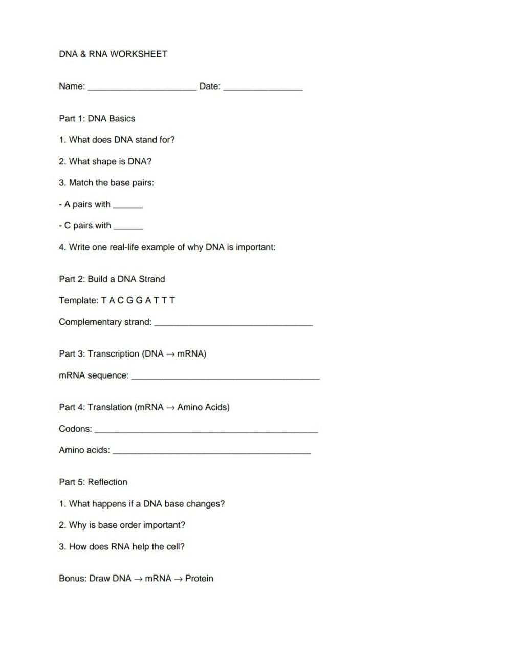 Part 2: Build a DNA Strand Template: | StudyX