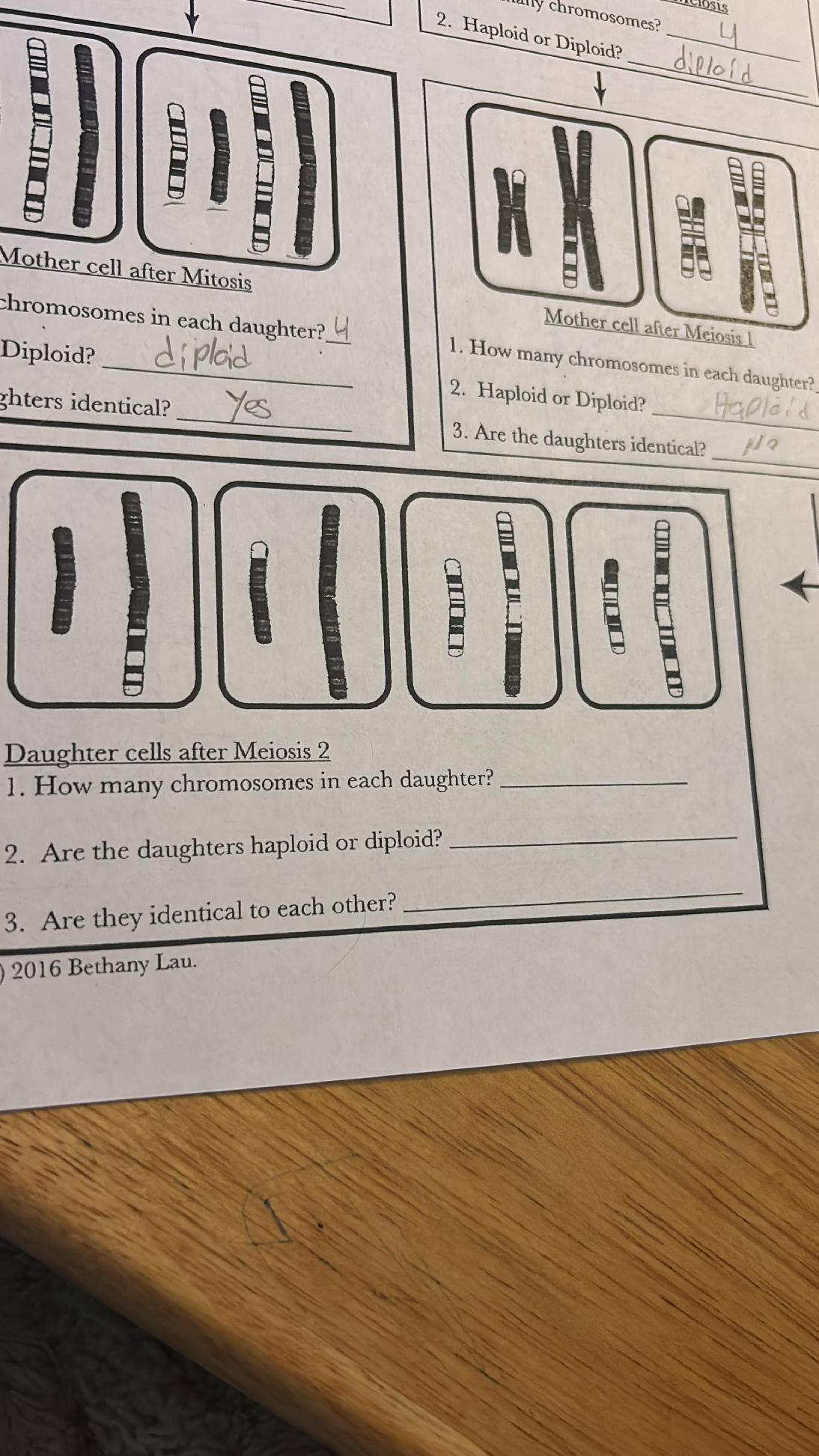 Mother cell after Mitosis [Diagram showing | StudyX
