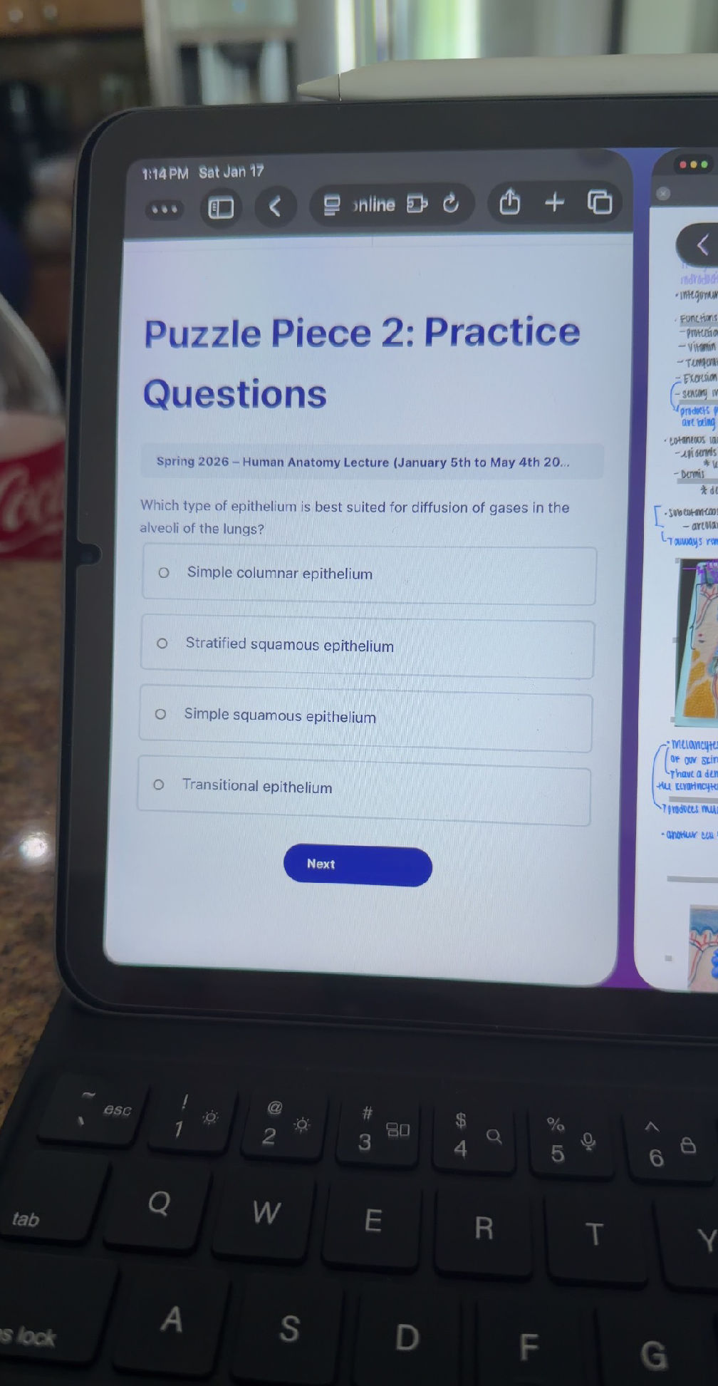 Which type of epithelium is best suited for | StudyX