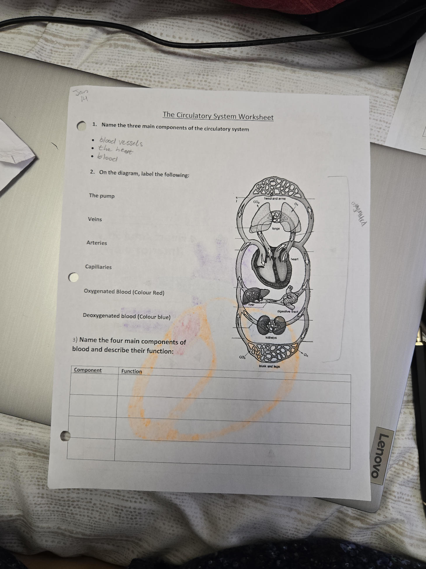2. On the diagram, label the following: The | StudyX