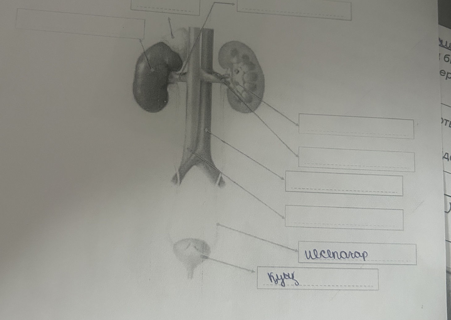 Label the parts of the human urinary system | StudyX