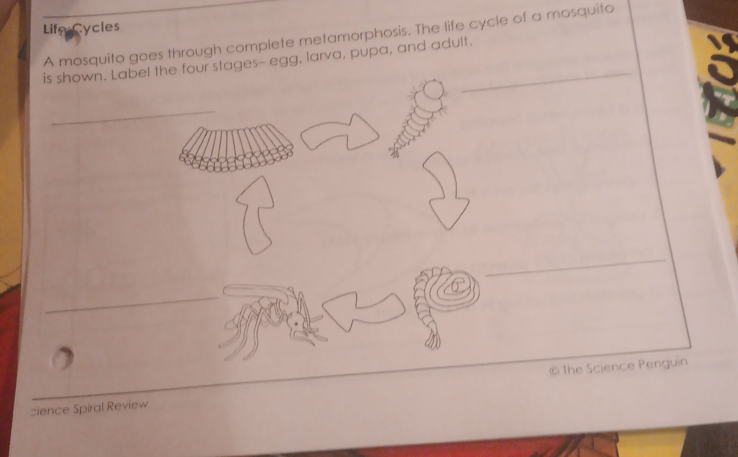 Life Cycles A mosquito goes through | StudyX