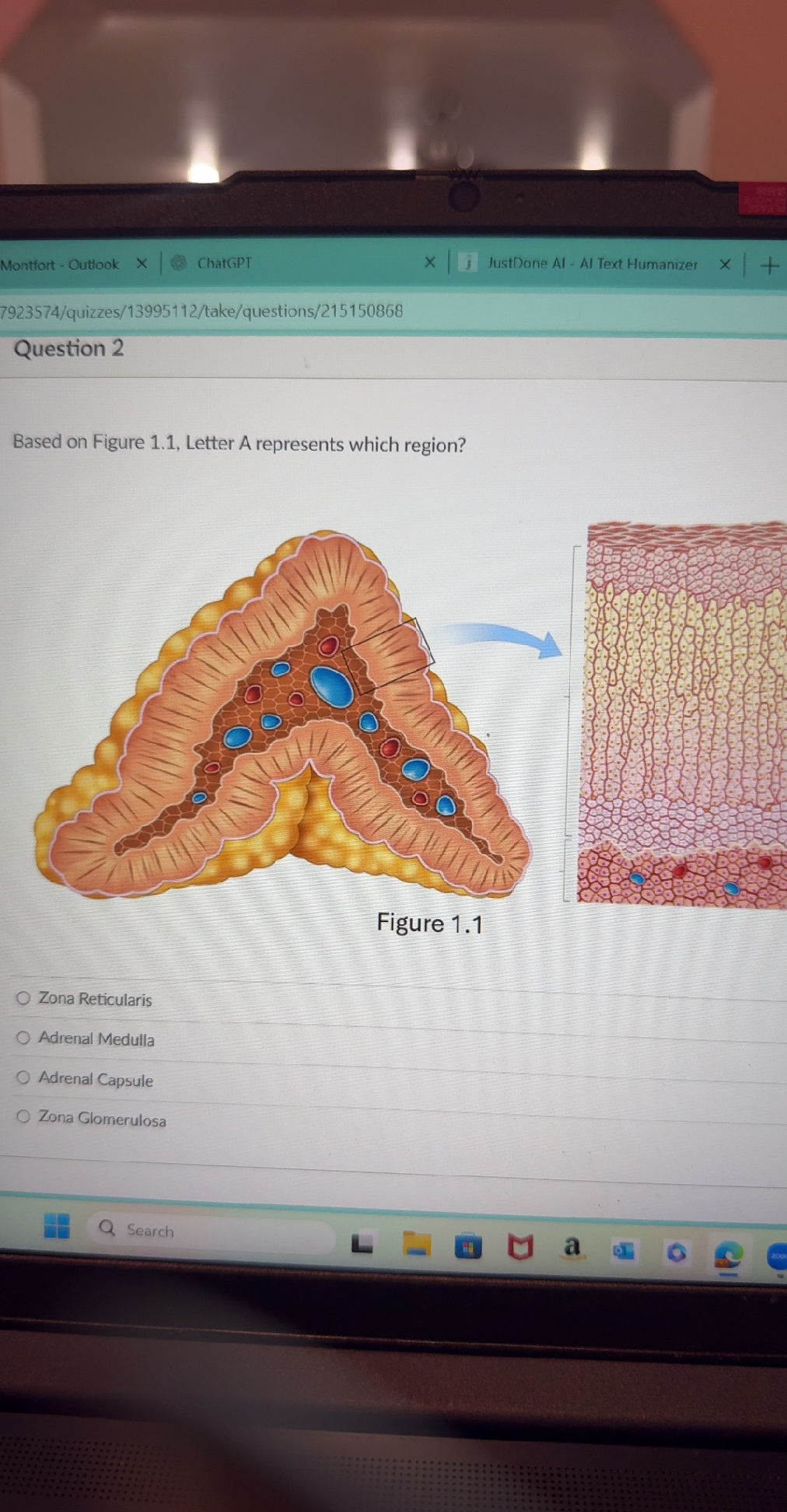 Based on Figure 1.1, Letter A represents | StudyX