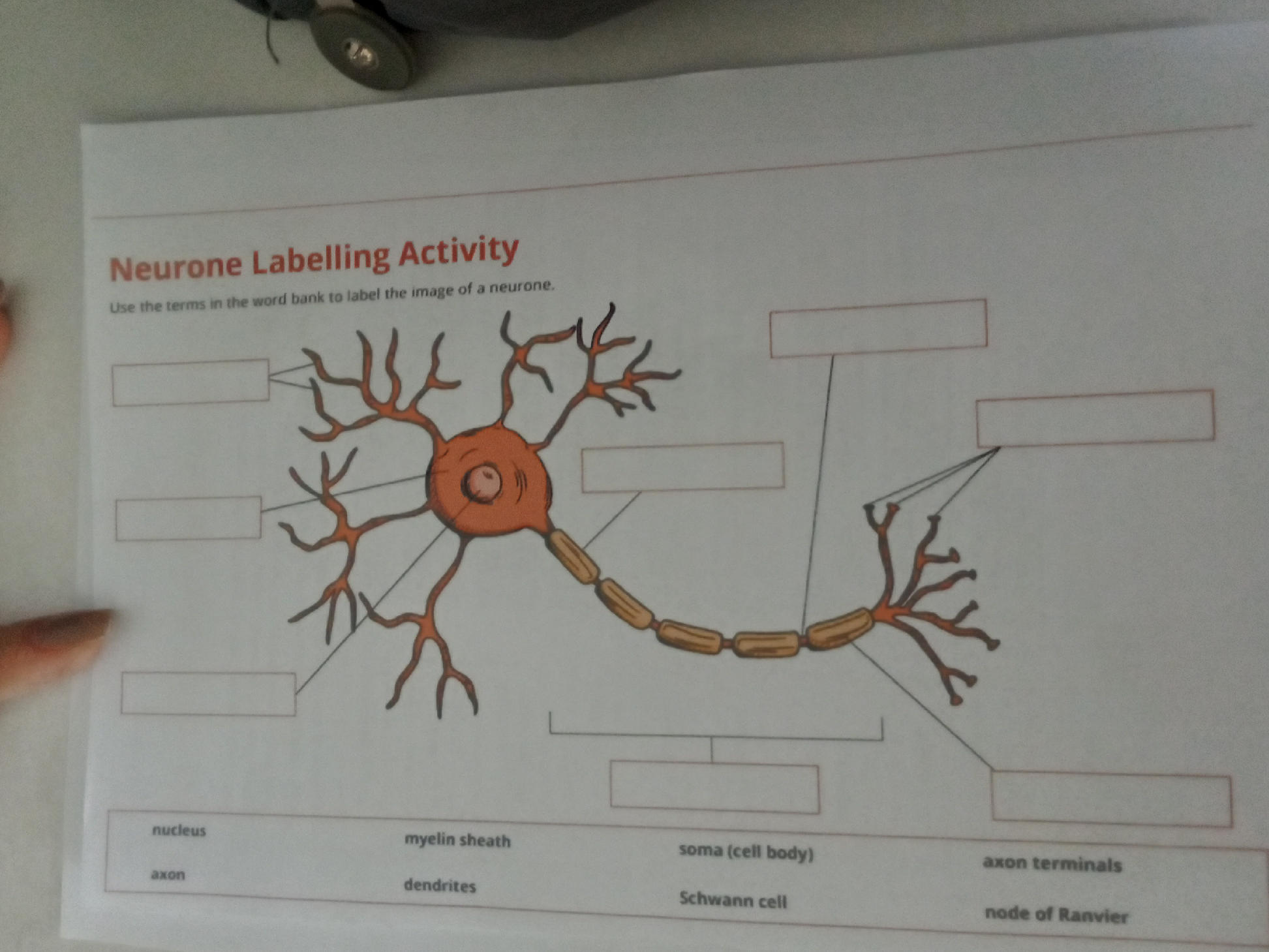 Neurone Labelling Activity Use the terms in | StudyX