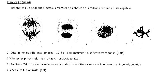 Les photos du document ci-dessous montrent | StudyX