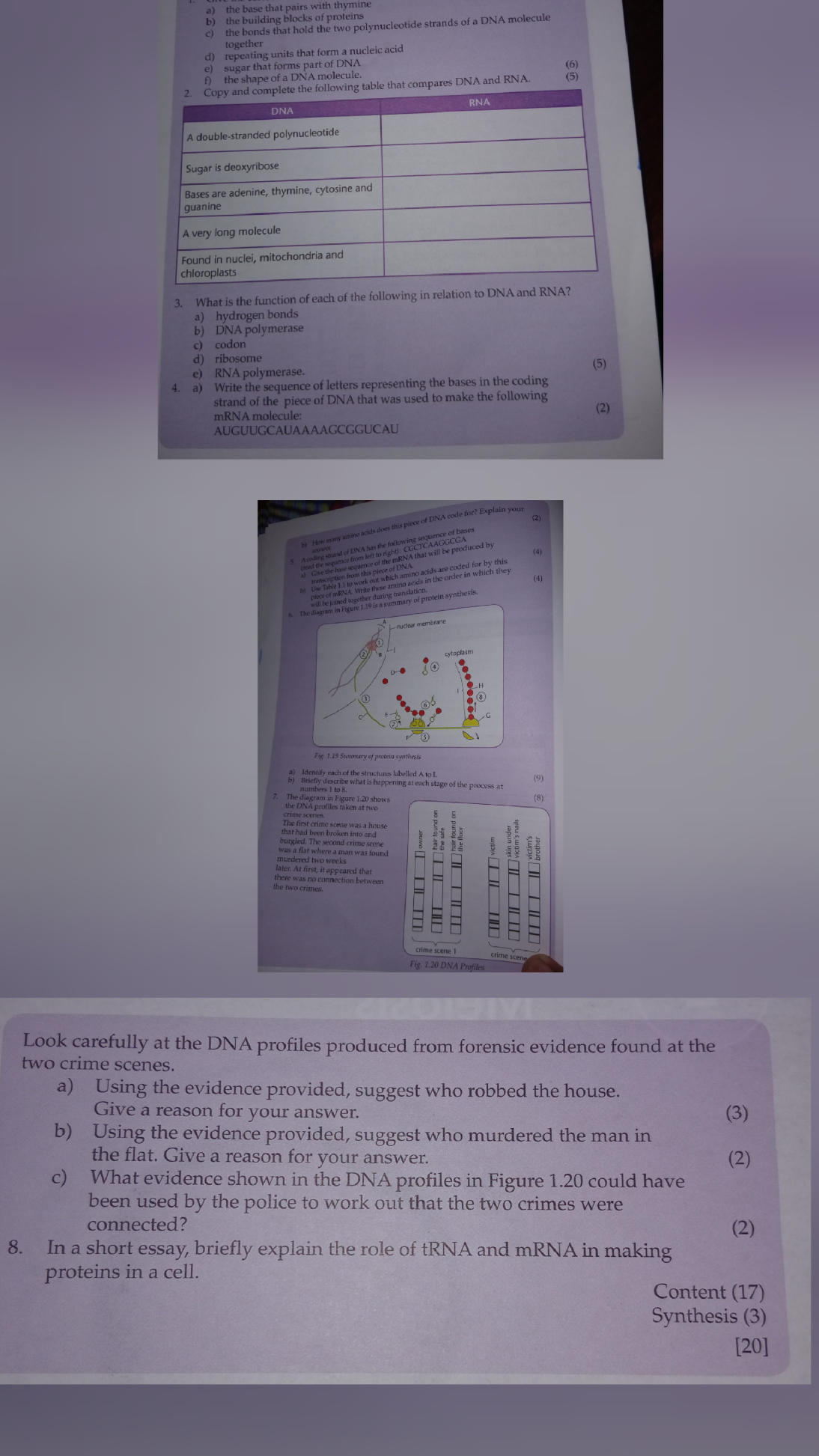 The diagram in Figure 1.20 shows the DNA | StudyX