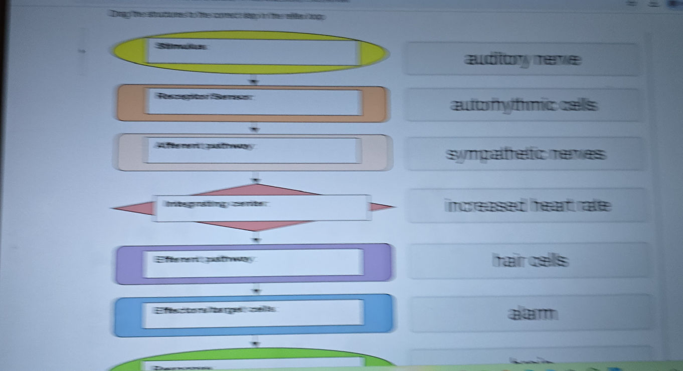 Drag the structures to the correct step in | StudyX