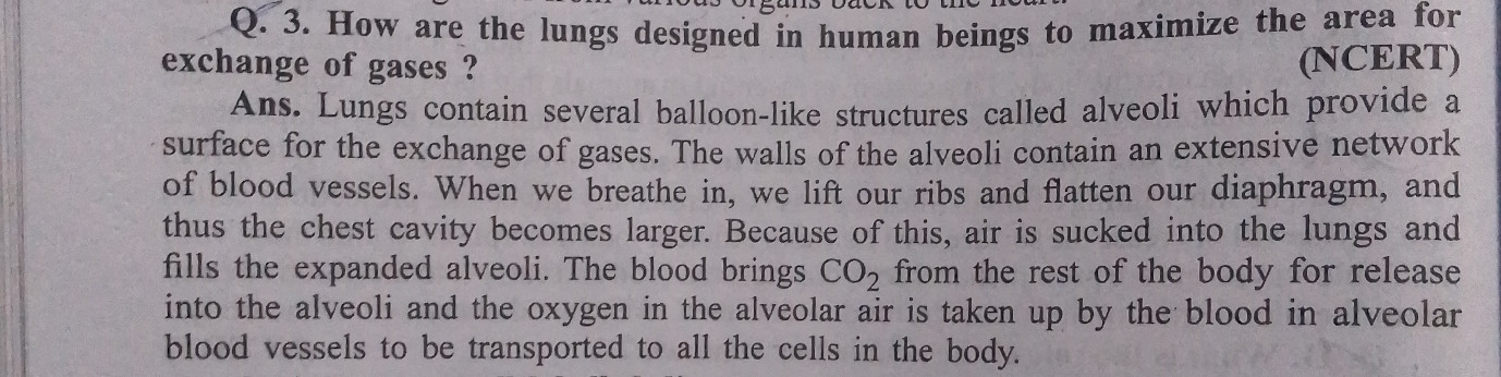 How are the lungs designed in human beings | StudyX