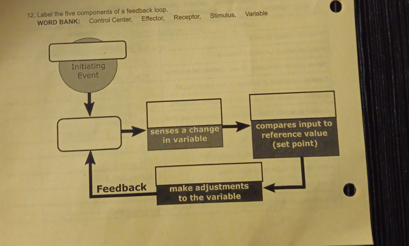 Label the five components of a feedback