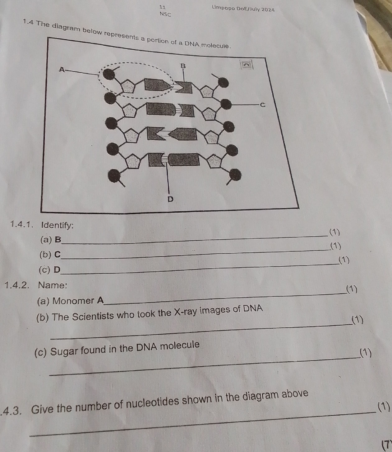 The diagram below represents a portion of a | StudyX