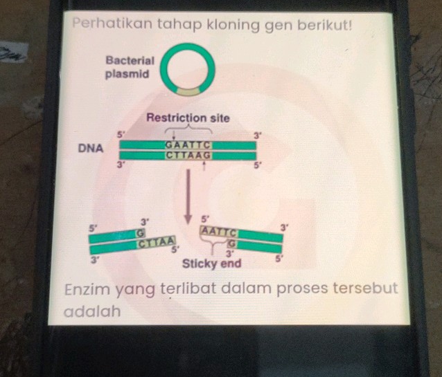 Perhatikan tahap kloning gen berikut Enzim | StudyX