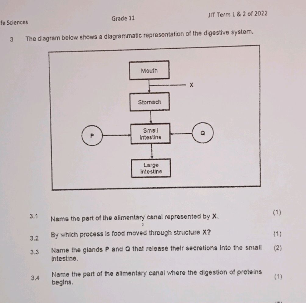 3 The diagram below shows a diagrammatic | StudyX