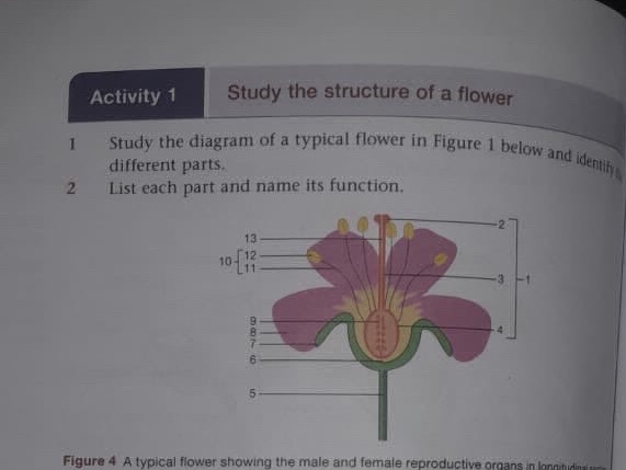 Activity 1 Study the structure of a flower 1 | StudyX