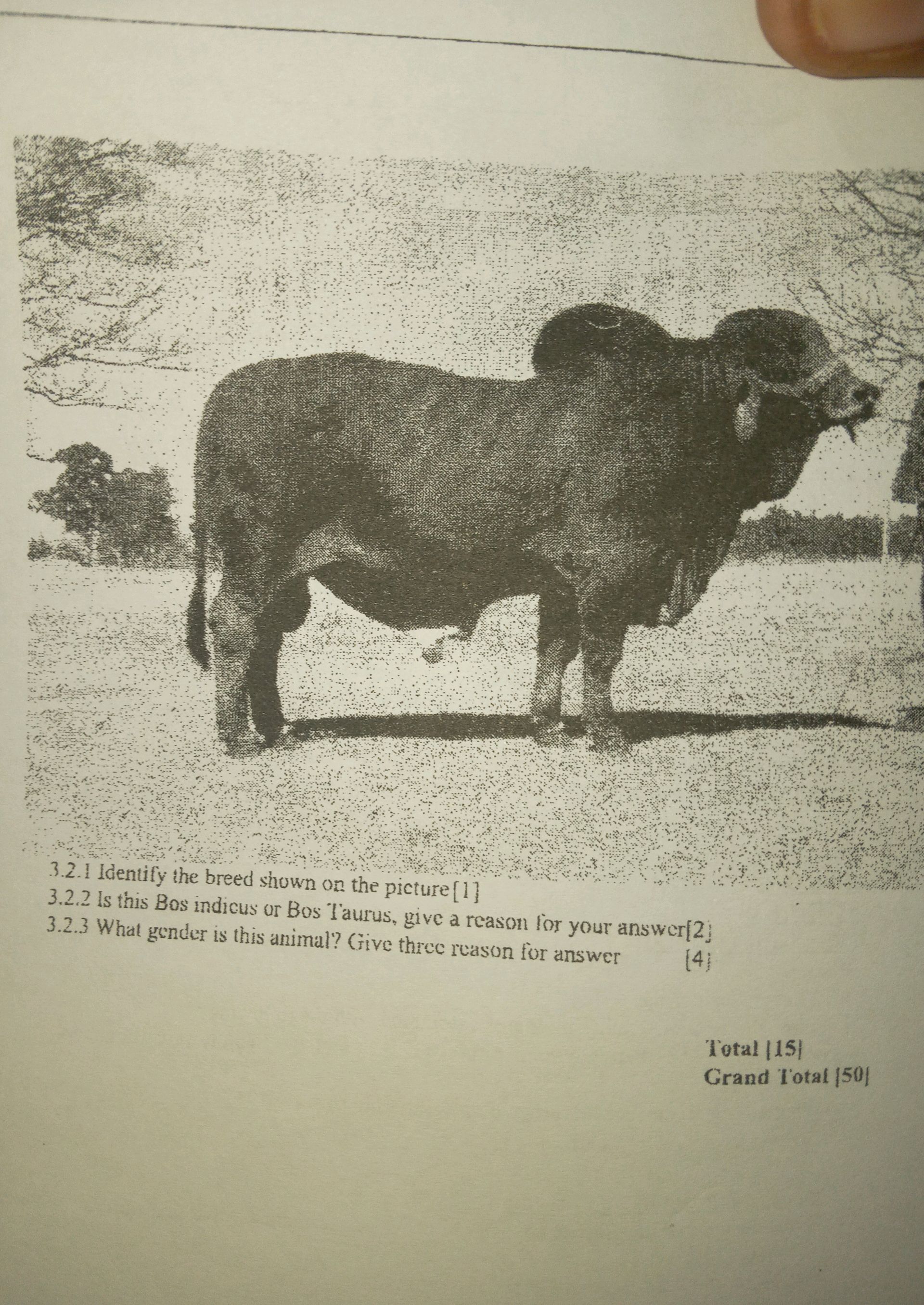 3.2.1 Identify the breed shown on the | StudyX