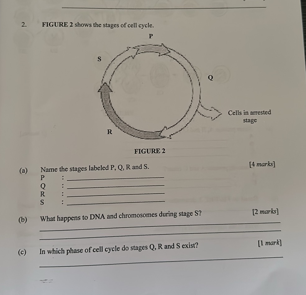 2. FIGURE 2 shows the stages of cell cycle. | StudyX