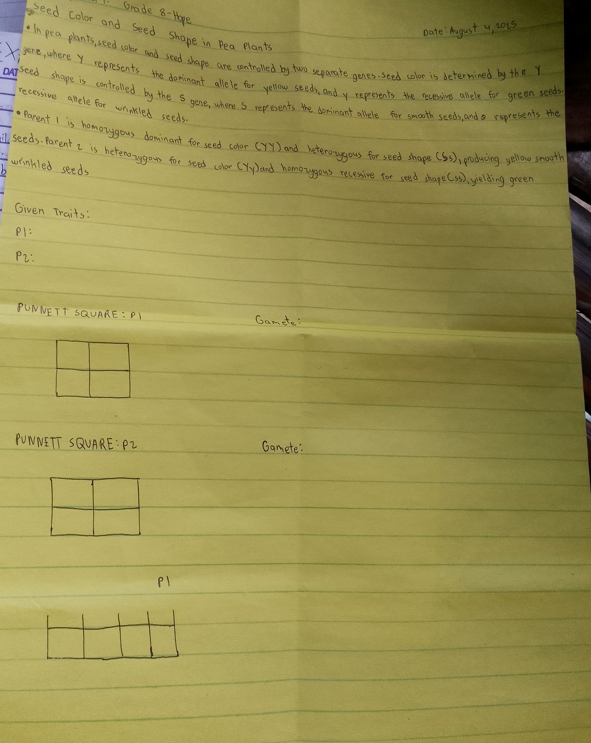 Given Traits: P1: P2: PUNNETT SQUARE: P1 | StudyX