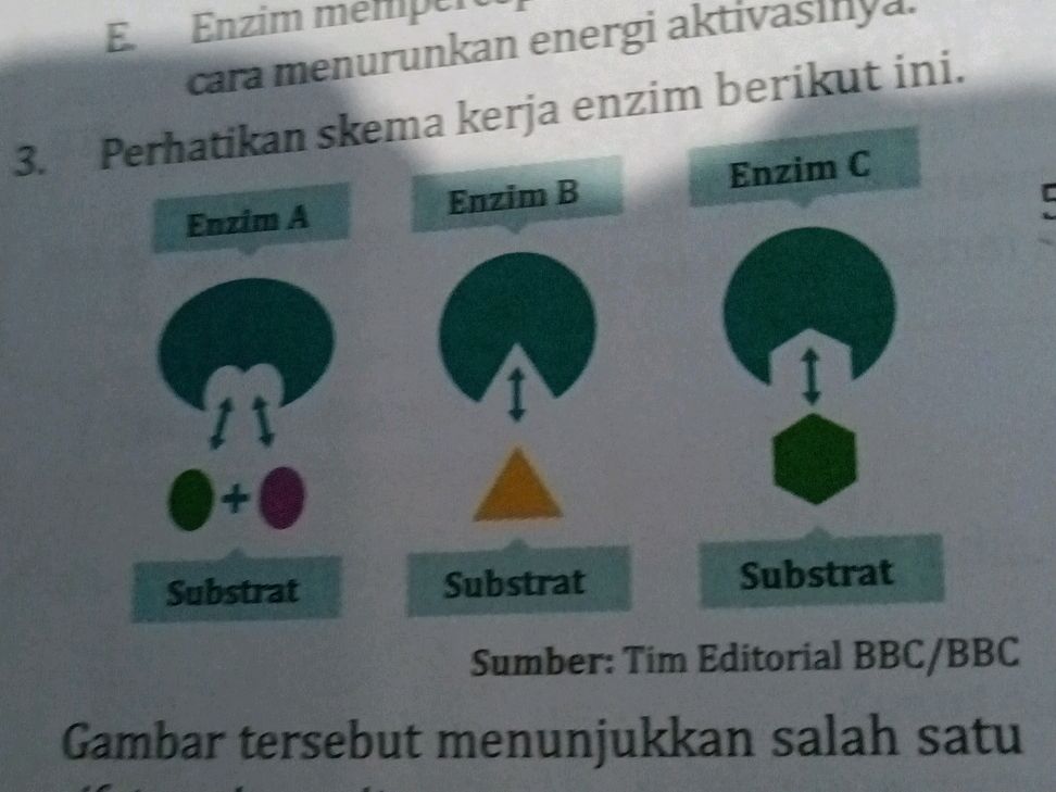 E. Enzim me cara menurunkan energi aktivas | StudyX