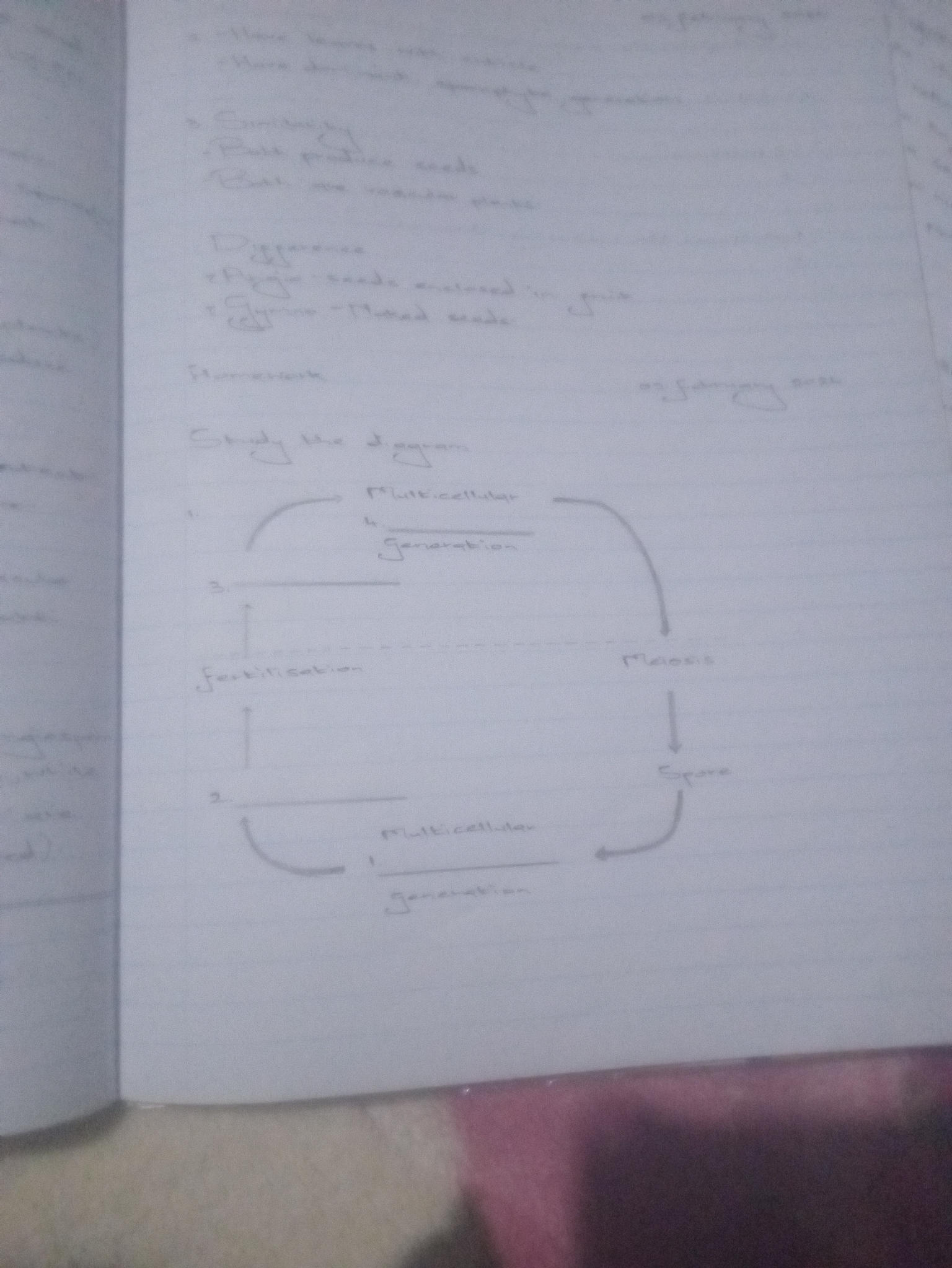 Study the diagram. Multicellular Generation | StudyX
