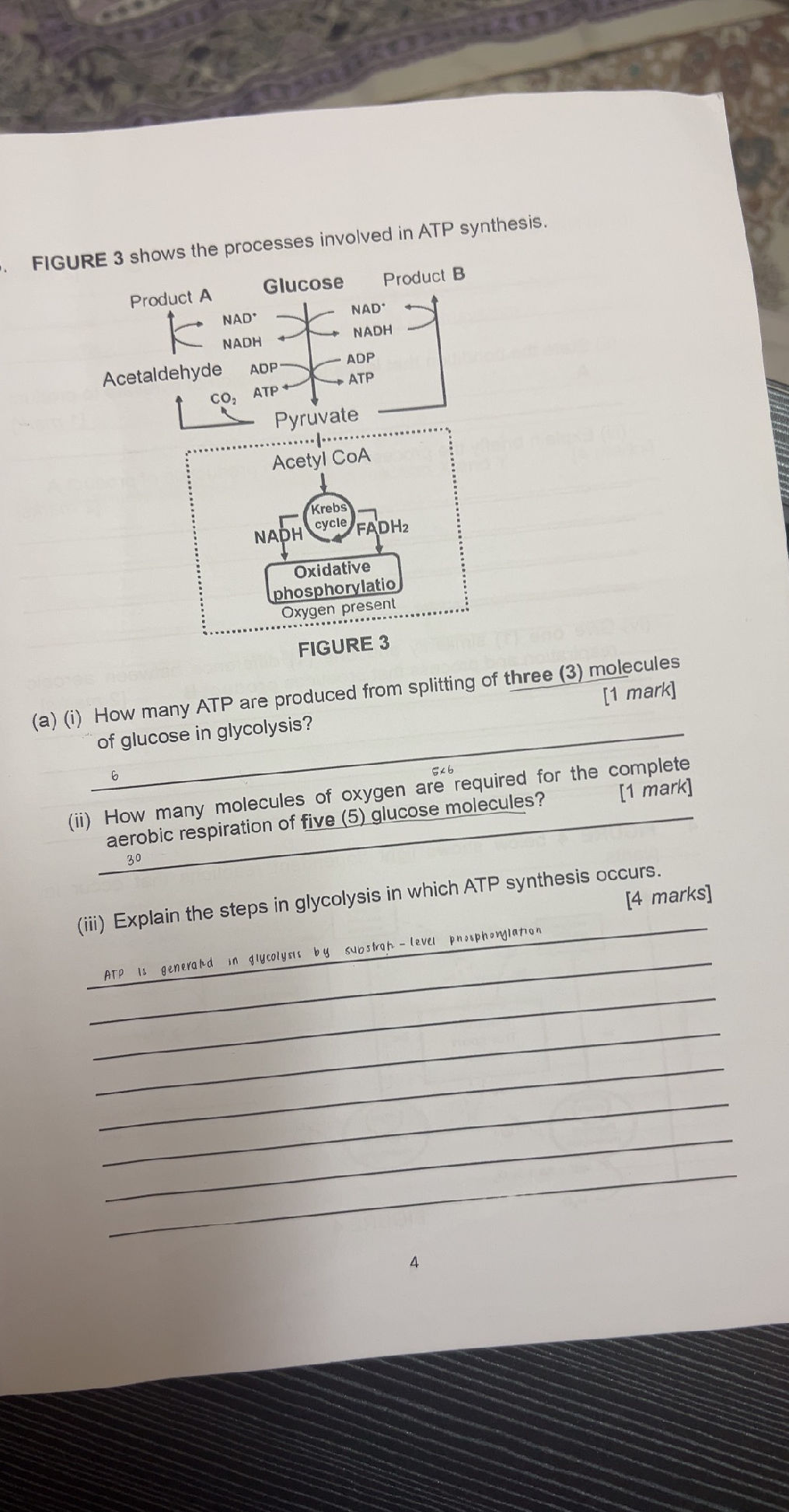 FIGURE 3 shows the processes involved in ATP | StudyX