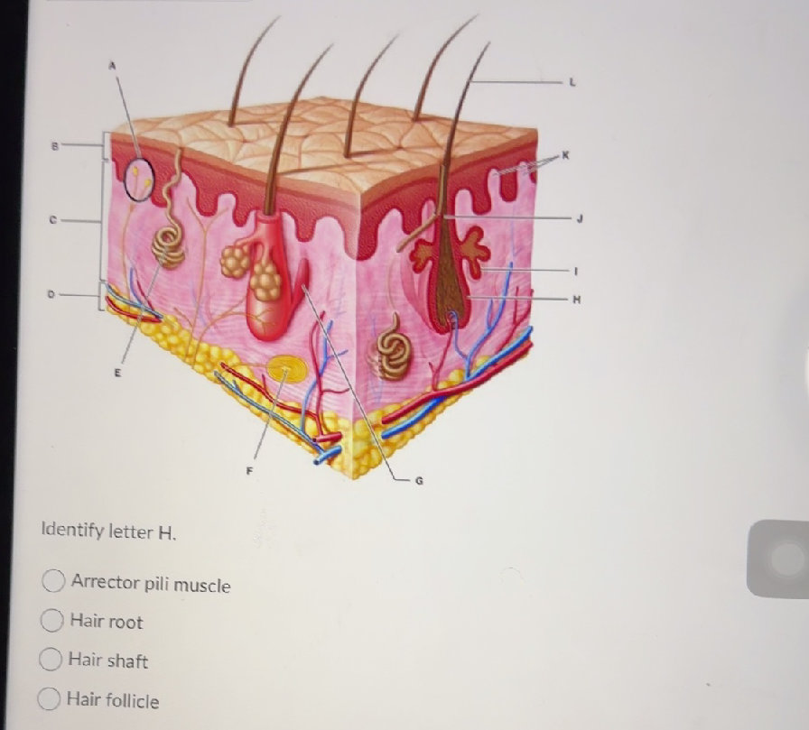 Identify letter H. Arrector pili muscle Hair | StudyX