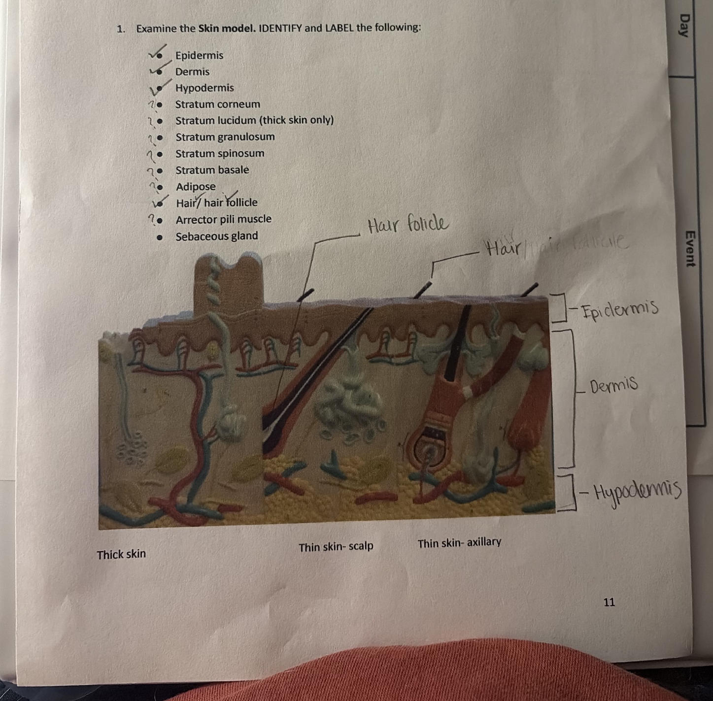 Examine the Skin model. IDENTIFY and LABEL | StudyX