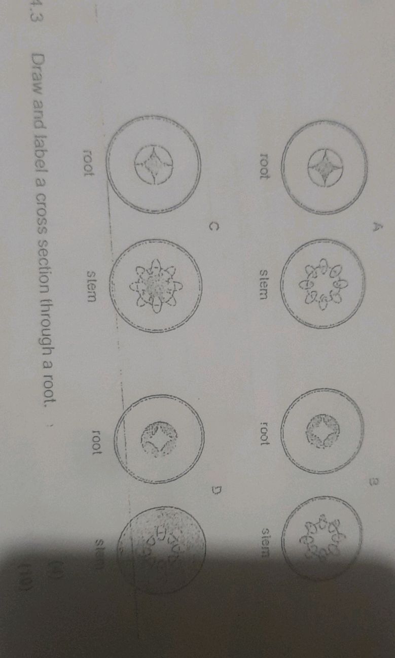 4.3 Draw and label a cross section through a | StudyX