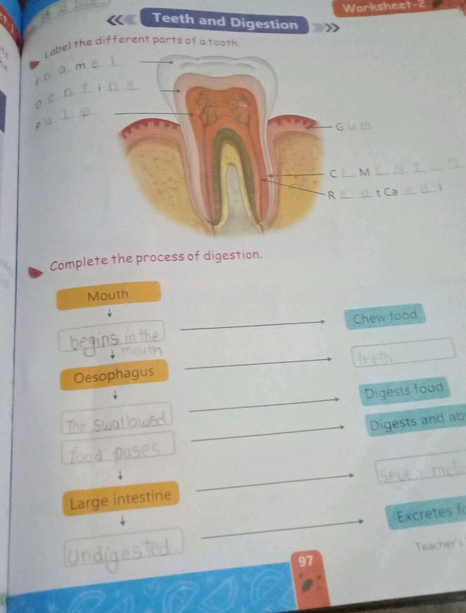 Label the different parts of a tooth. | StudyX