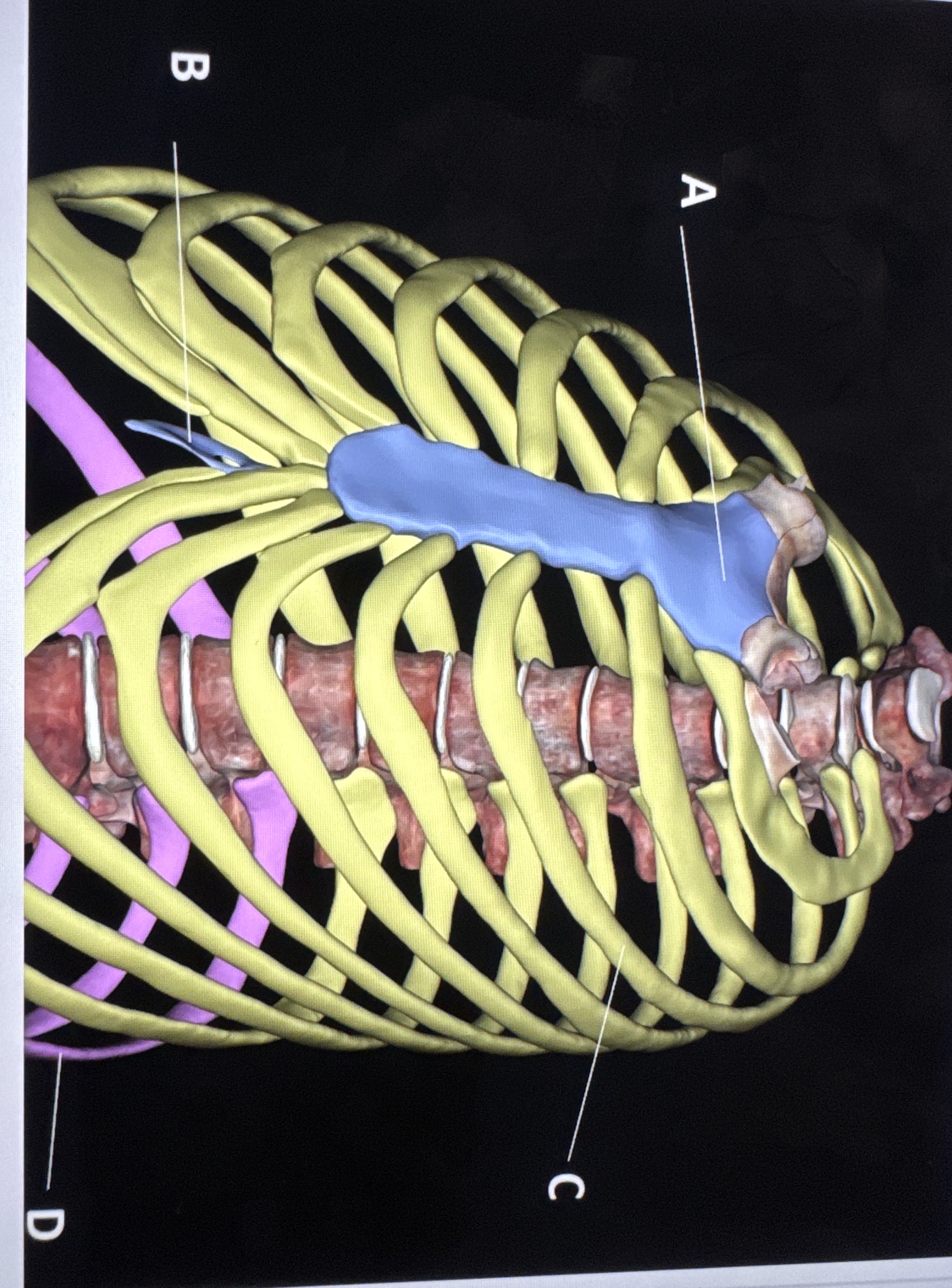 Identify the labeled structures in the | StudyX