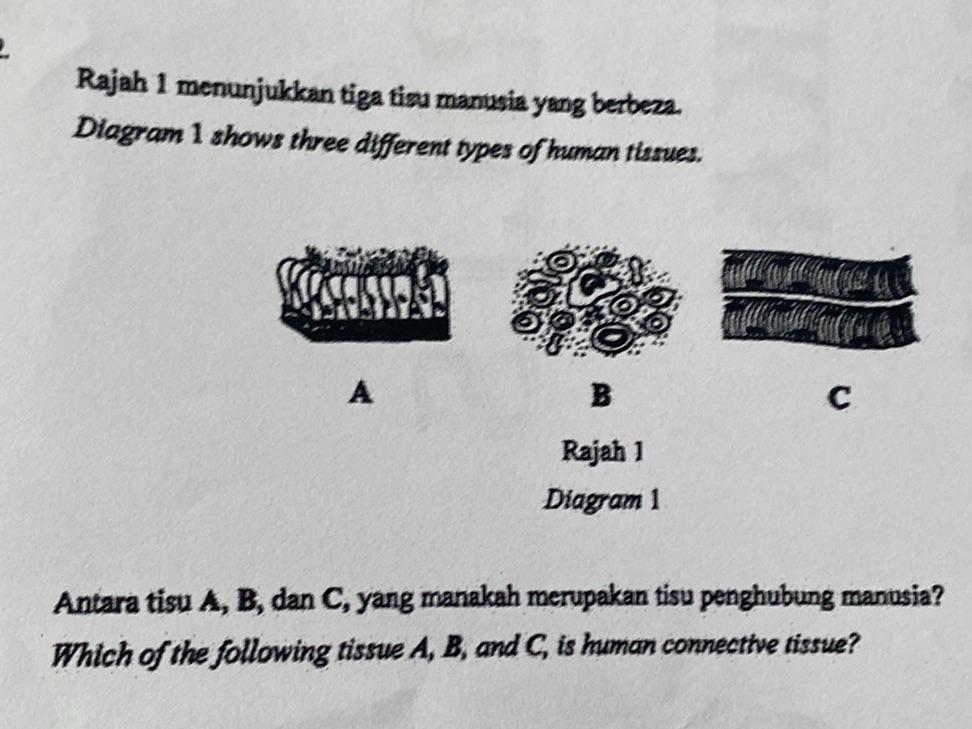 Rajah 1 menunjukkan tiga tisu manusia yang | StudyX