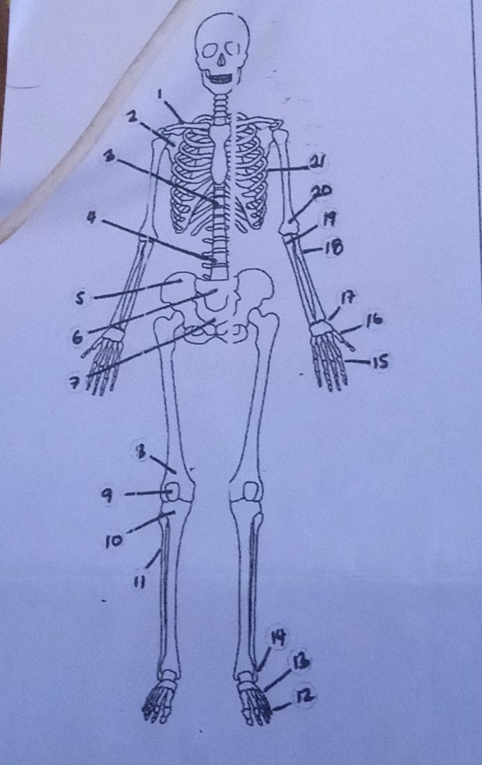 The image is a diagram of a human skeleton | StudyX