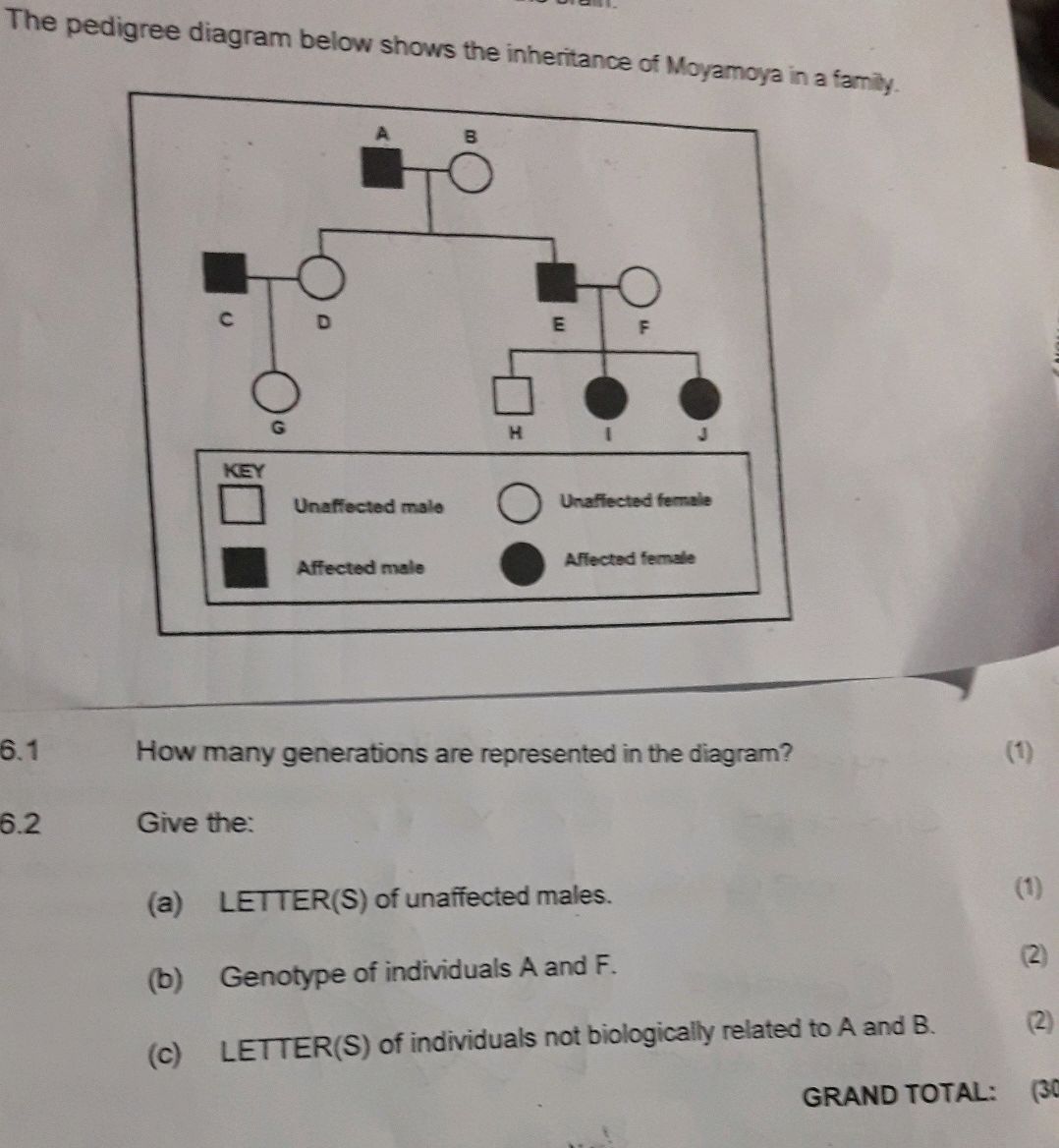 The pedigree diagram below shows the | StudyX