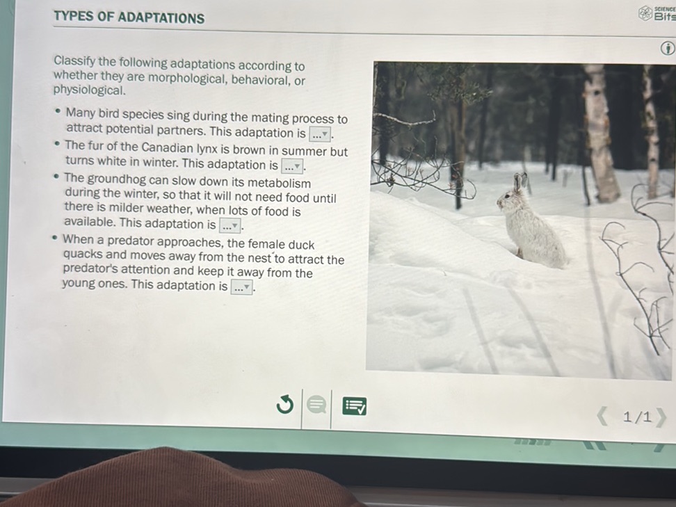 Classify the following adaptations according | StudyX