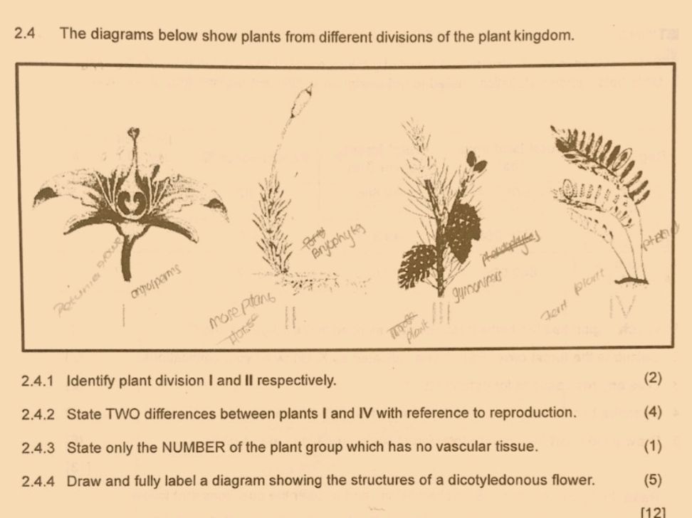 2.4 The diagrams below show plants from | StudyX
