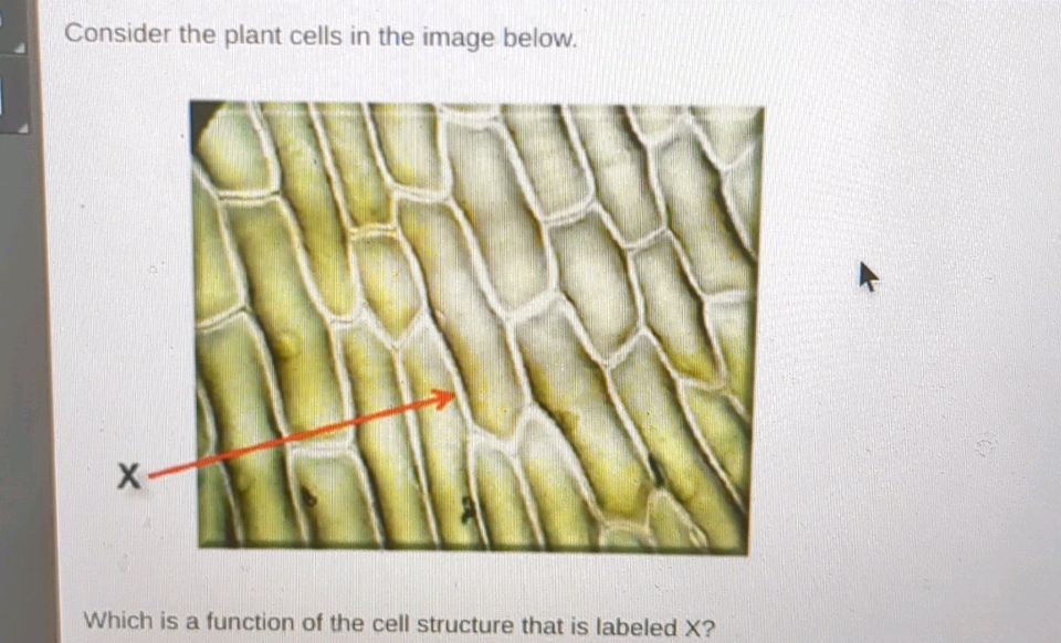 Consider the plant cells in the image below. | StudyX