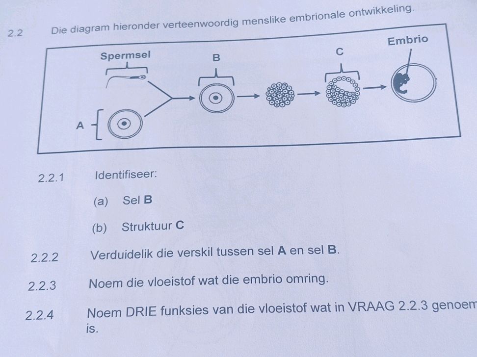 2.2 Die diagram hieronder verteenwoordig | StudyX