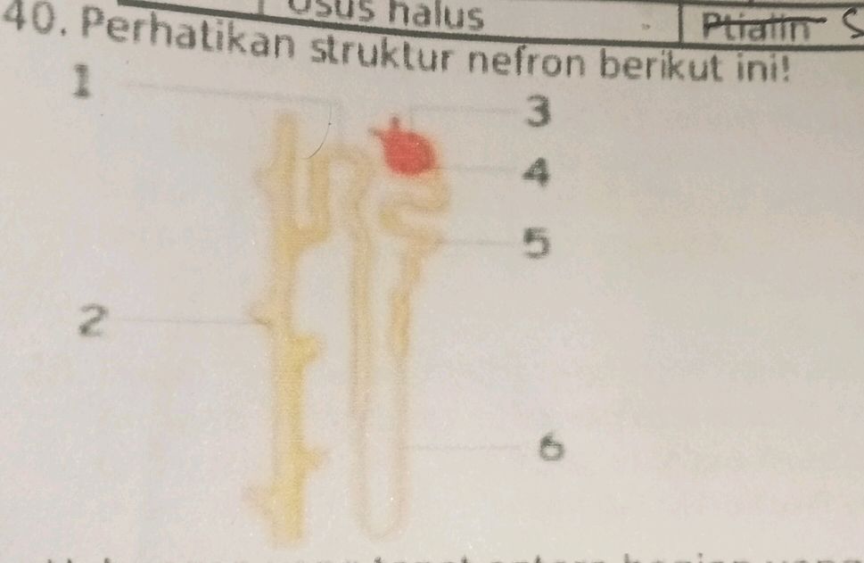 40. Perhatikan struktur nefron berikut ini! | StudyX