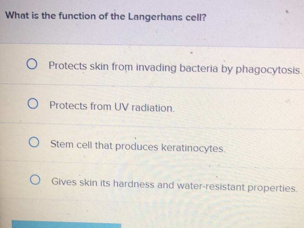 What is the function of the Langerhans cell?