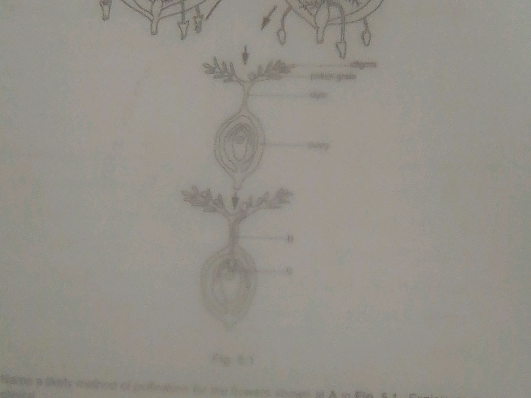 The image shows a diagram of a flower with | StudyX