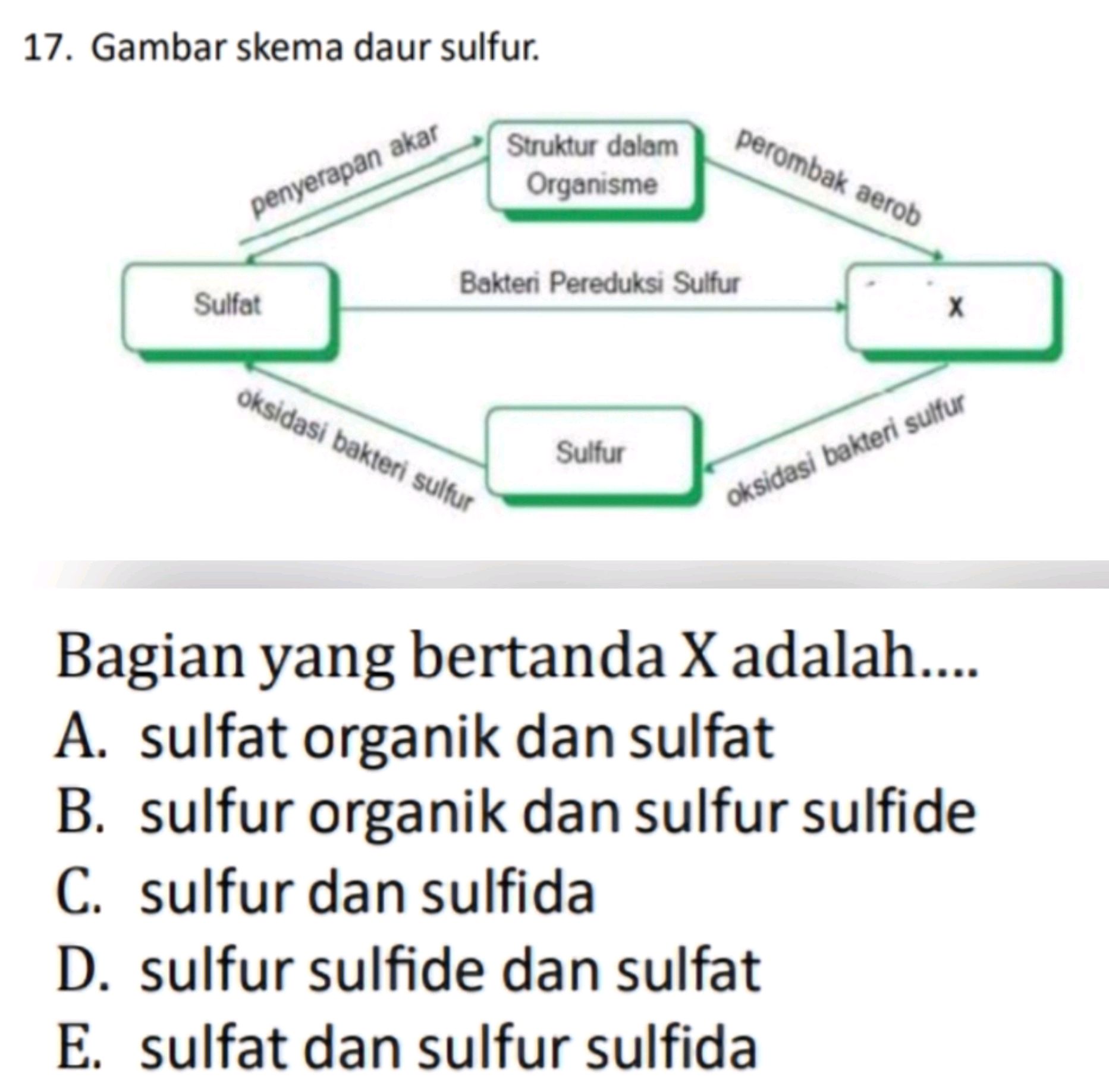 17. Gambar skema daur sulfur. Diagram of | StudyX