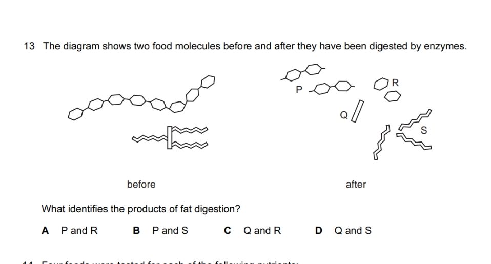 13 The diagram shows two food molecules | StudyX