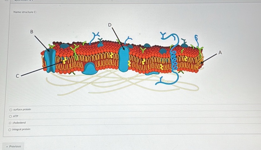 Name structure C: * surface protein * | StudyX