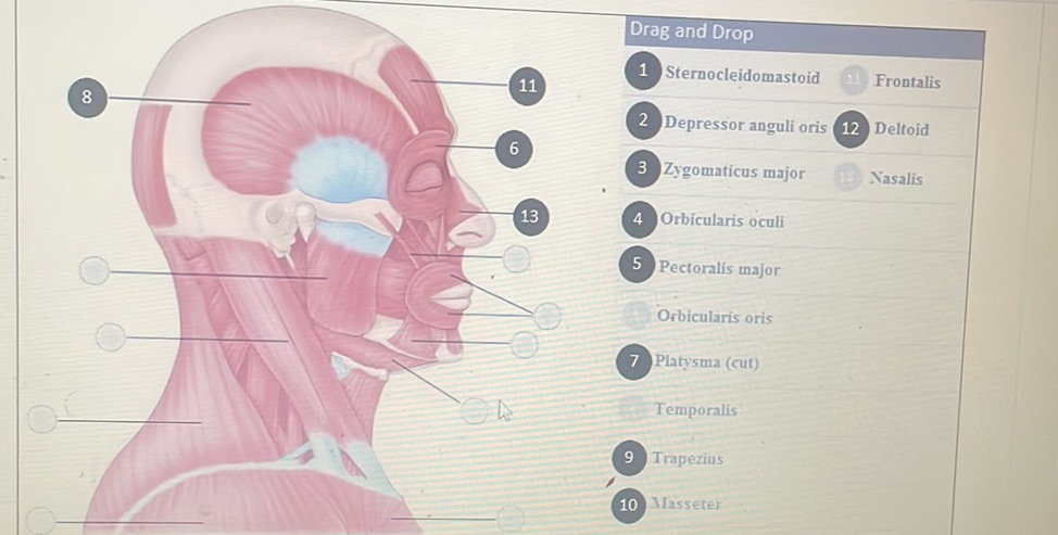 Drag and Drop 1 Sternocleidomastoid 11 | StudyX