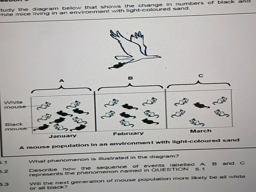 What phenomenon is illustrated in the | StudyX