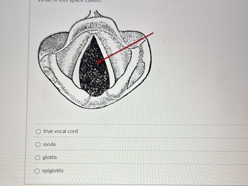 What is this space called? * true vocal | StudyX