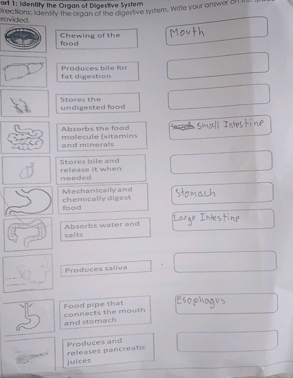 Part 1: Identify the Organ of Digestive | StudyX