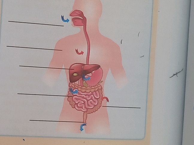 Label the parts of the digestive system. | StudyX